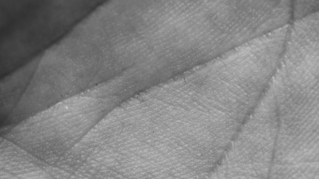 Abaca Fiber in Composites: Revolutionizing the Automotive and ...