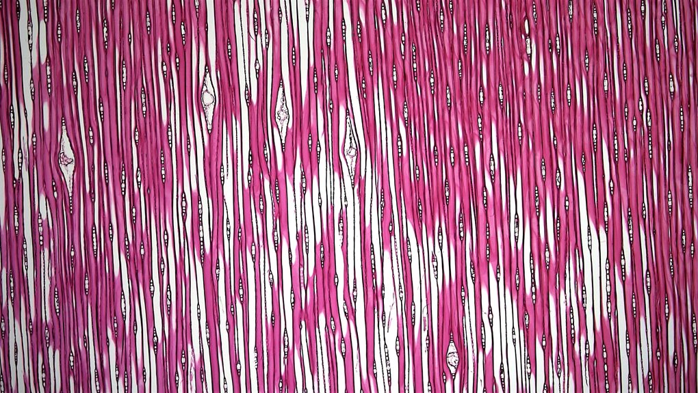 Physical and Chemical Properties of Abaca Fiber: An In-Depth Analysis ...