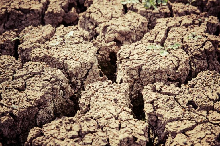The Land Degradation Impact of Overgrazing for Wool Production ...