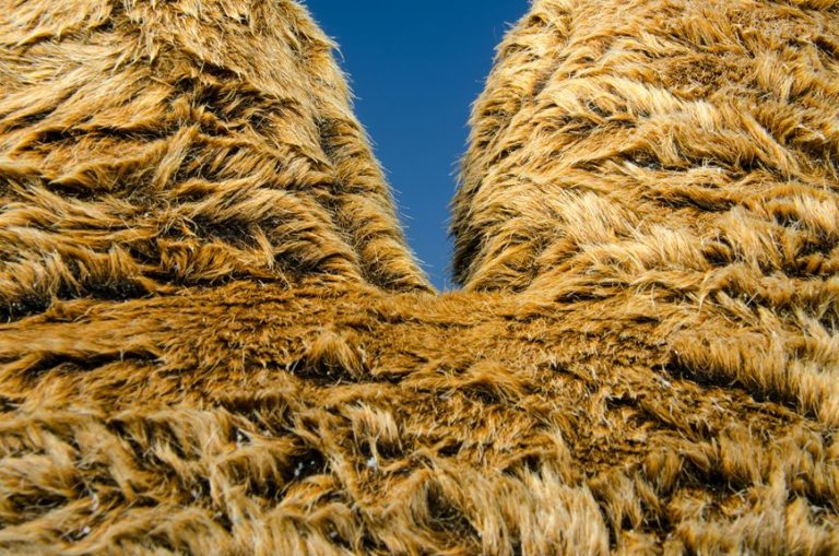 What Is Camel Hair Fabric Called? (Exploring Names Like Aba) - Knowing ...