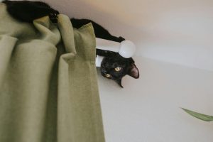 The Best Pet-Friendly and Cat-Proof Upholstery Fabrics - Knowing Fabric
